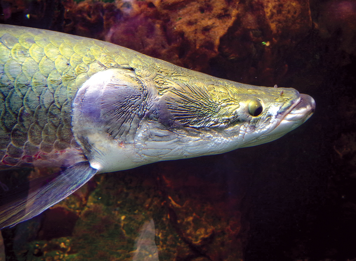 New Animal Discoveries