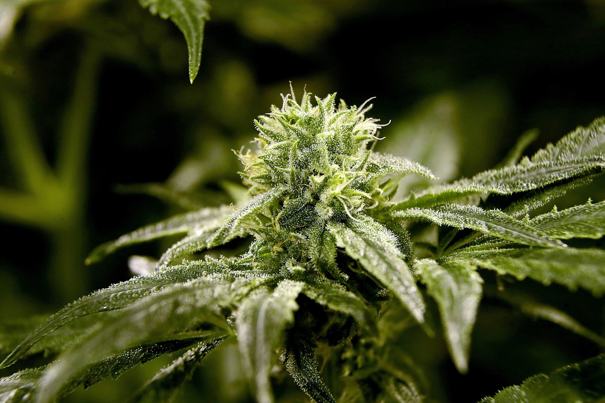 Cultivator finishes Arkansas' first medical pot harvest | Northwest ...