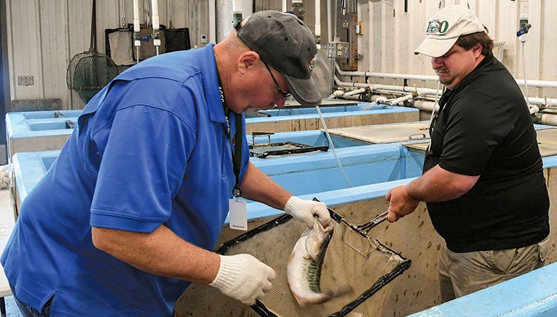 AGFC tags fish for annual challenge | Hot Springs Sentinel Record