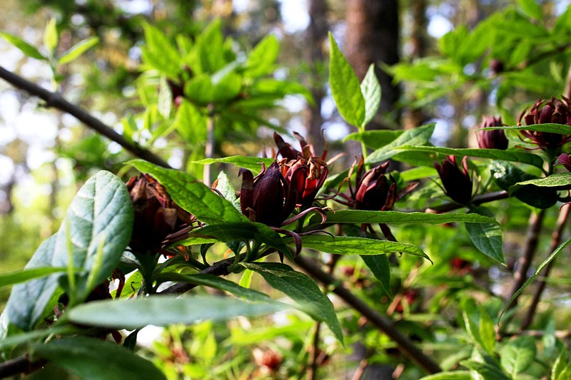 Native Bloomers | The Arkansas Democrat-Gazette - Arkansas' Best News ...