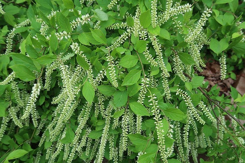 Native Bloomers | The Arkansas Democrat-Gazette - Arkansas' Best News ...