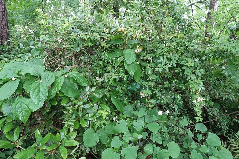 Native Bloomers | The Arkansas Democrat-Gazette - Arkansas' Best News ...