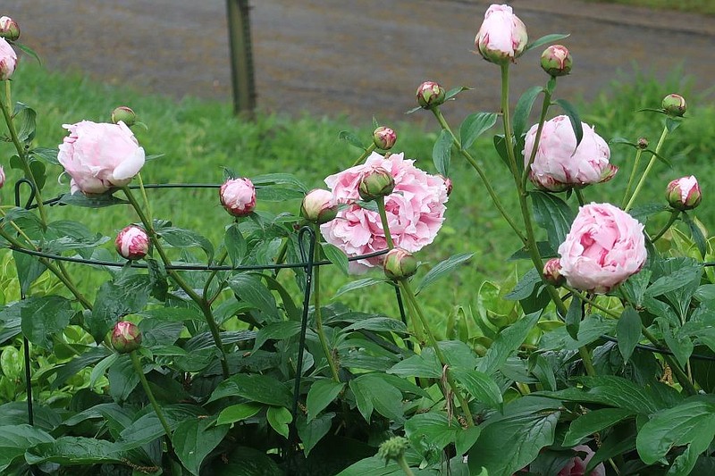 Shared Plants are Twice as Nice | The Arkansas Democrat-Gazette ...