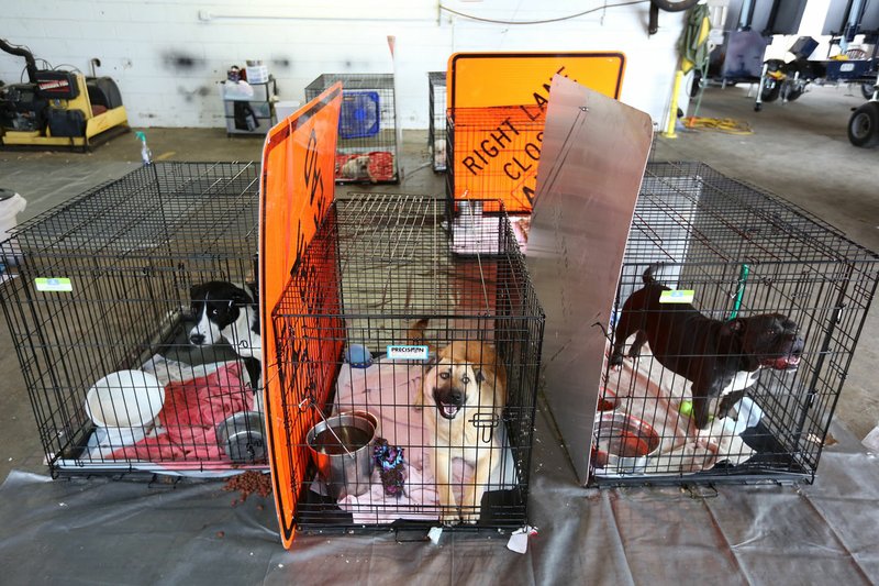 Springdale animal shelter reopens following distemper outbreak ...