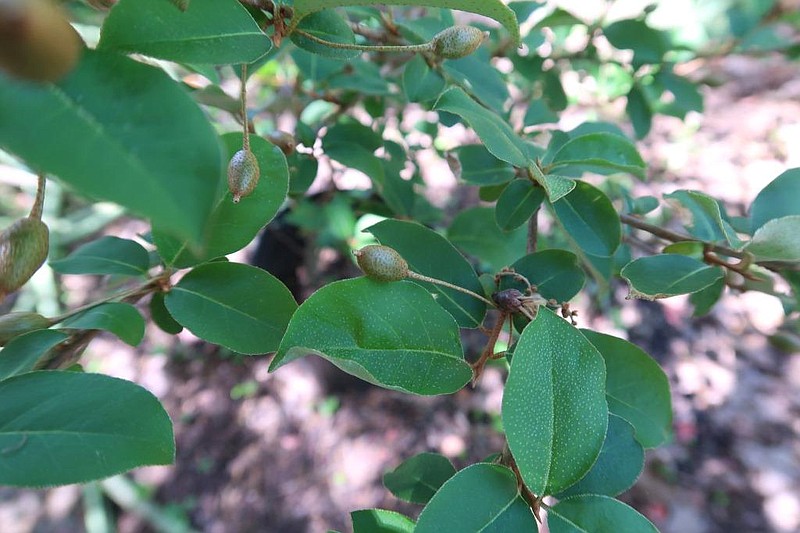 Goumi Berry an unusual fruit | The Arkansas Democrat-Gazette - Arkansas ...