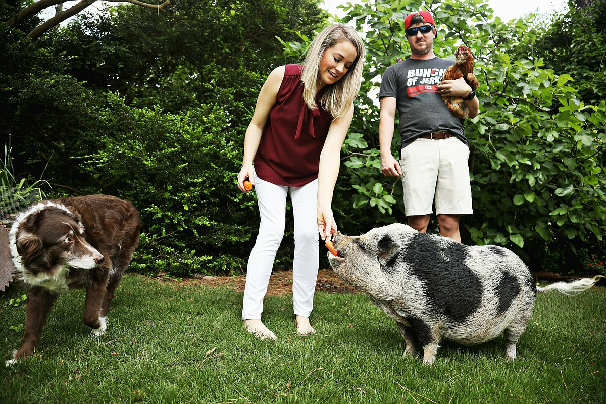 Pig named Hamilton bringing Hurricanes playoff luck | Hot Springs ...