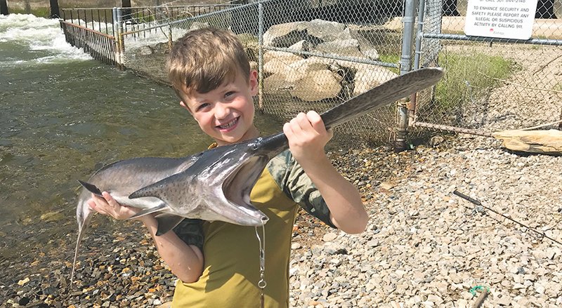 Prehistoric paddlefish