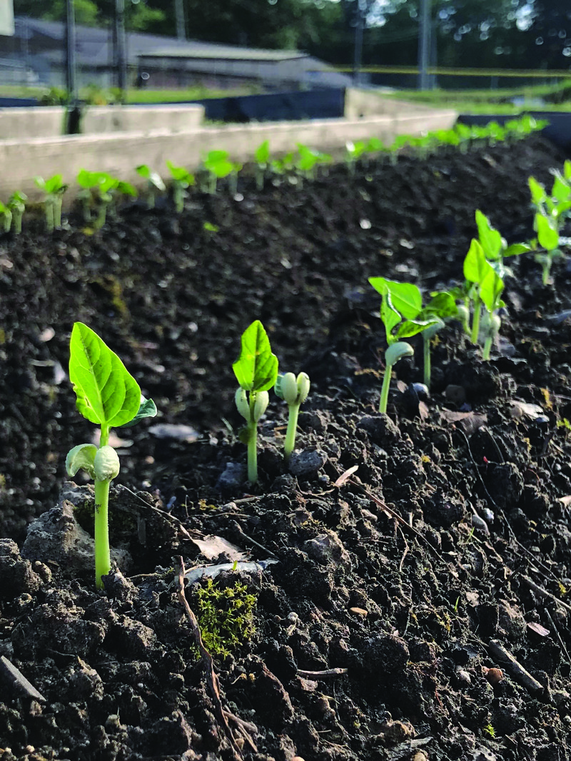 Purple Hull pea crop blessed | Magnolia Banner News