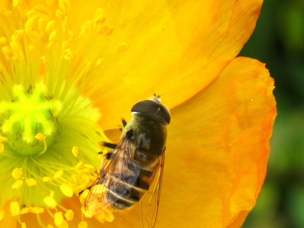 Precious pollinators: A diverse mix of flowering plants can attract ...