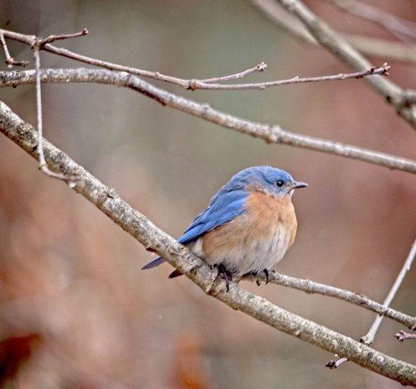 Eastern bluebirds on the comeback | The Weekly Vista