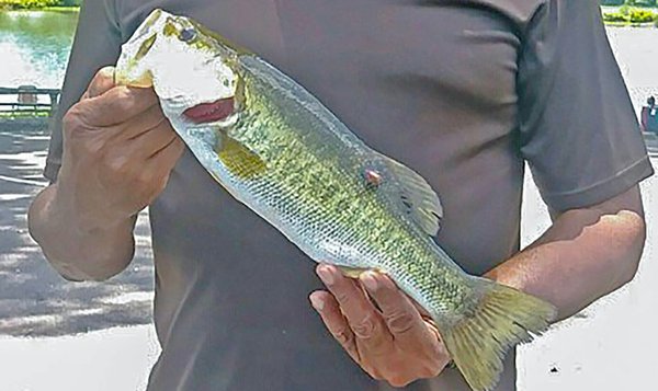 Fish No. 24 | Hot Springs Sentinel Record