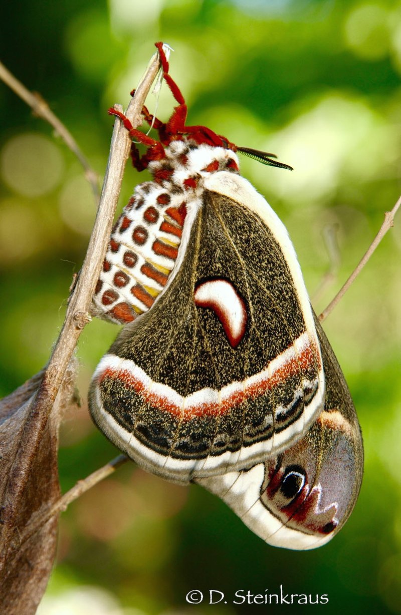 Lepidoptera Take Wing During Crystal Bridges Program | Northwest ...