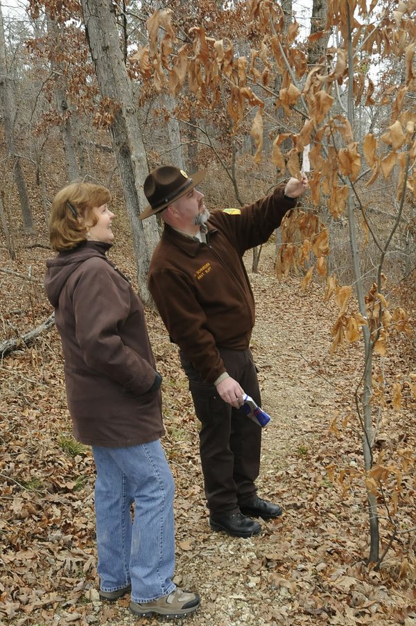 Effort to save chinquapin tree underway | Northwest Arkansas Democrat ...