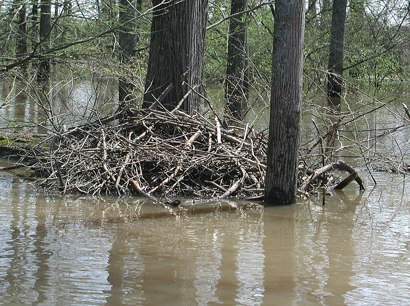 A shaken Alliance: Bayou Bartholomew, one the state’s most diverse ...