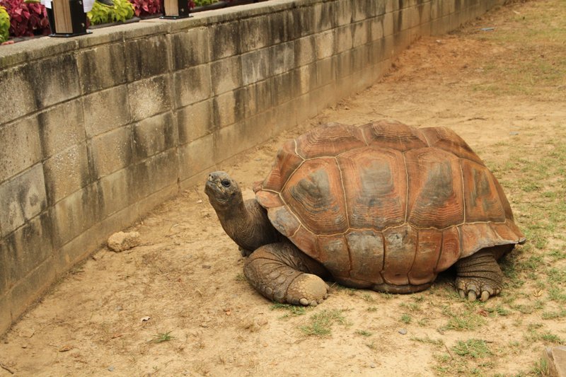 Tortoise who lived at Little Rock Zoo for 28 years dies | The Arkansas ...