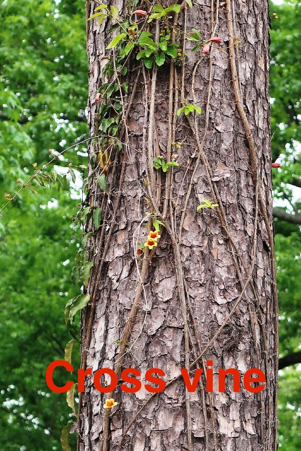 Vines That Bind | The Arkansas Democrat-Gazette - Arkansas' Best News ...