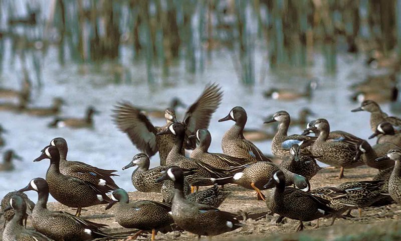 Early teal season opens | Magnolia Banner News