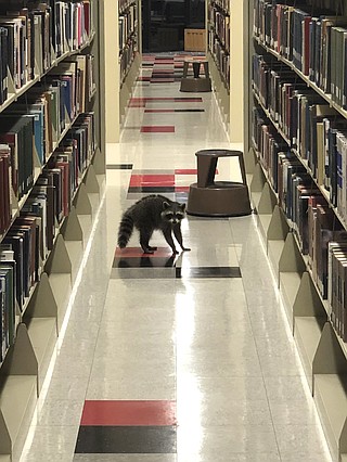 VIDEO: Multiple raccoons take over the library at Arkansas State | The ...