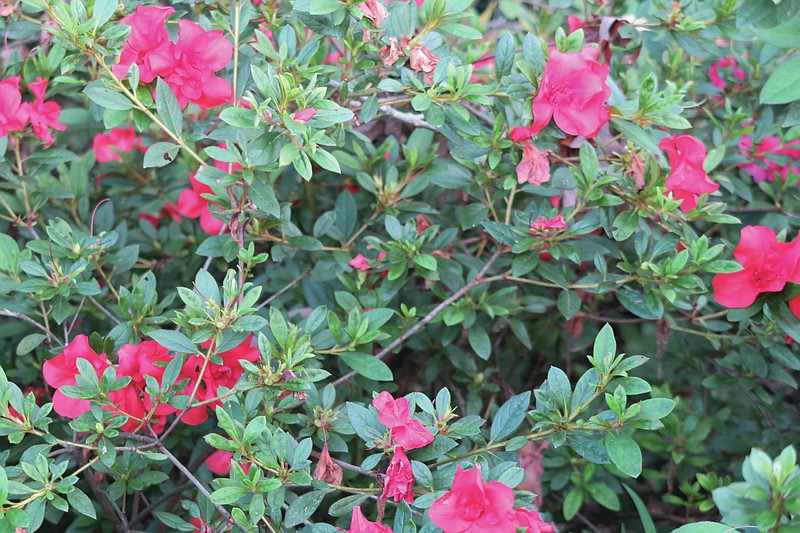 IN THE GARDEN: Planting pomegranates, moving hostas and pruning azaleas ...