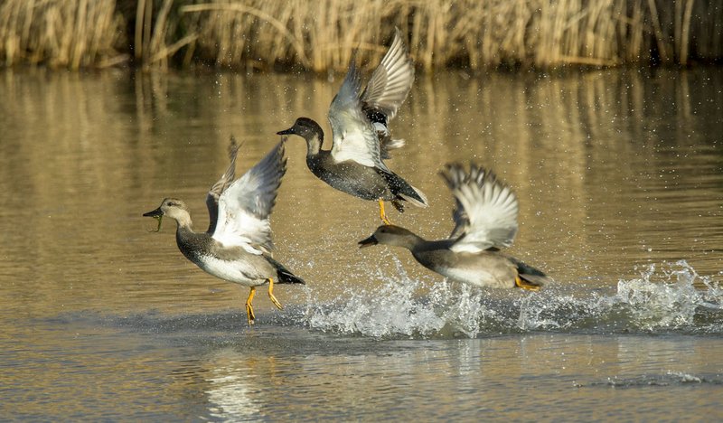 Dog seen as option to battle geese problem at Bentonville airport ...