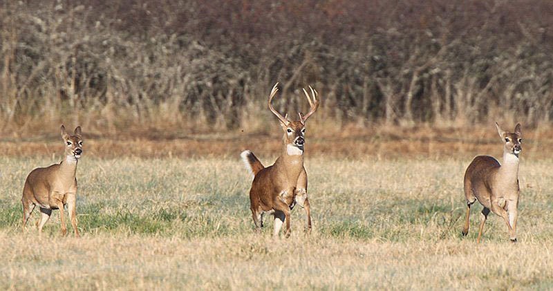 Triple Trophy awards deer hunting skill | Northwest Arkansas Democrat ...