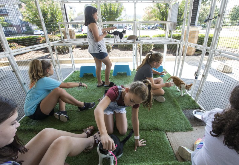 Purr Cat Cafe to close in Fayetteville | Northwest Arkansas Democrat ...