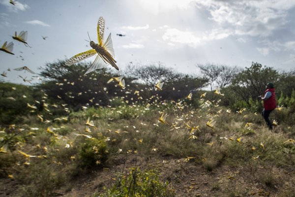 Spray planes combat the huge locust outbreak in East Africa | Hot ...