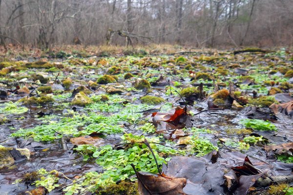 Bubbling Springs Trail a pathway to rare sights | Hot Springs Sentinel ...