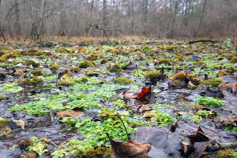 Bubbling Springs Trail a pathway to rare sights | Hot Springs Sentinel ...