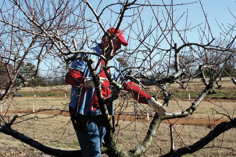 IN THE GARDEN: Pruning fruit trees, weeds in centipede grass and ...