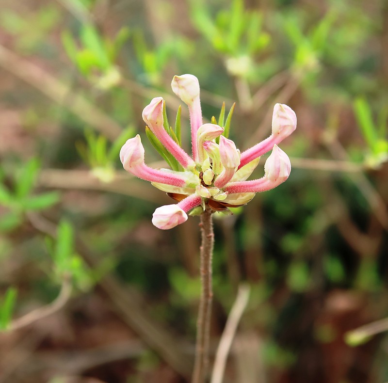 Time to focus on our gardens | The Arkansas Democrat-Gazette - Arkansas ...