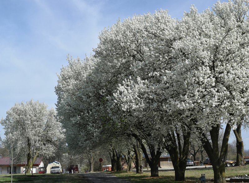 Spring is in the air, it's everywhere | Westside Eagle Observer