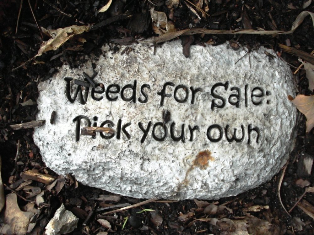 Weeds, weeds everywhere!