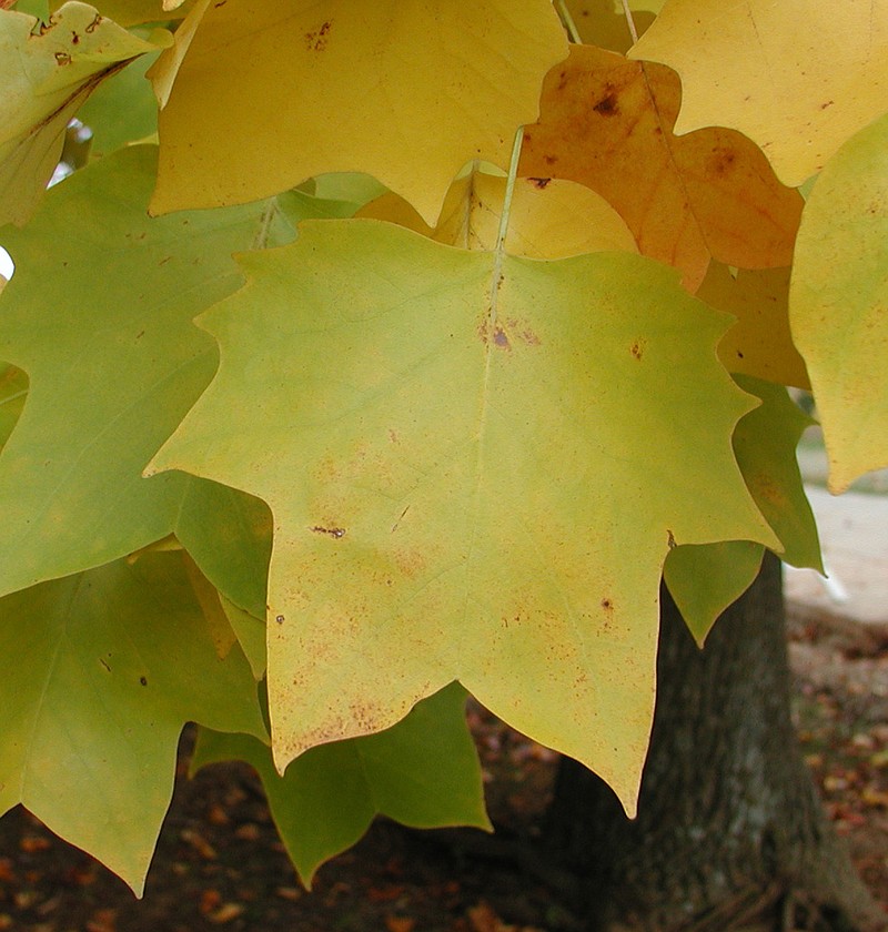 IN THE GARDEN: How to identify a tulip tree | Northwest Arkansas ...
