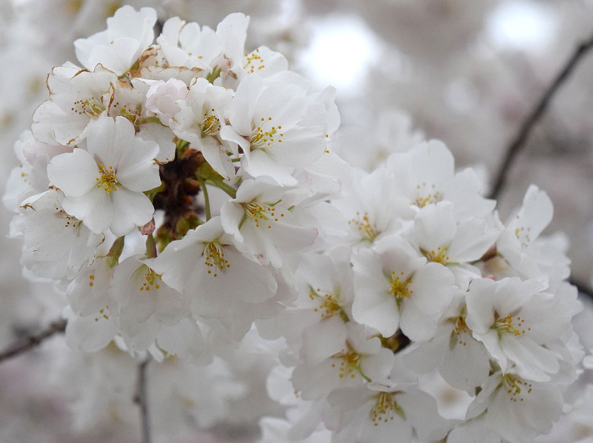 Flowering trees in full bloom | Westside Eagle Observer
