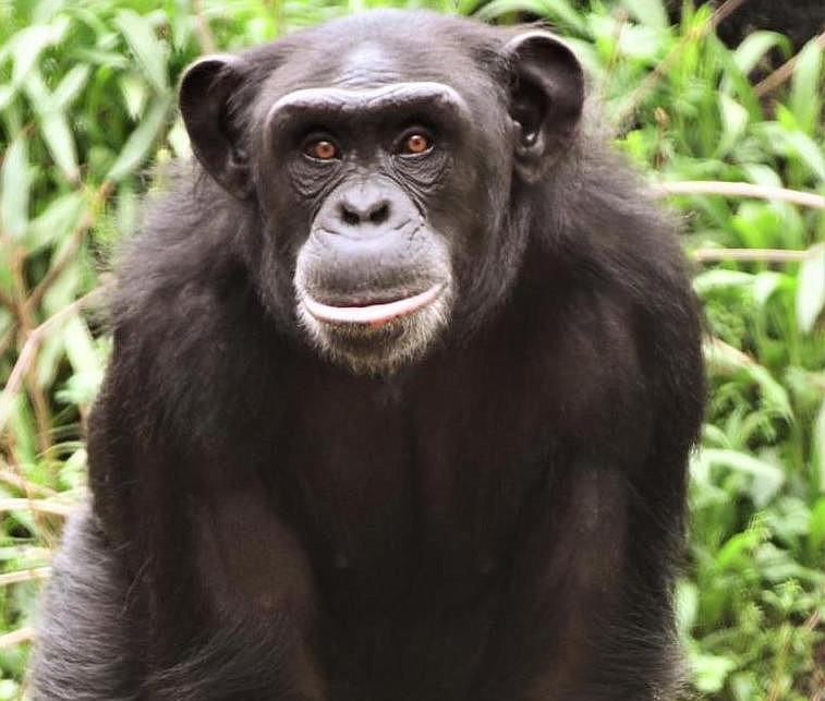 Little Rock Zoo welcomes 13-year-old chimpanzee | The Arkansas Democrat ...