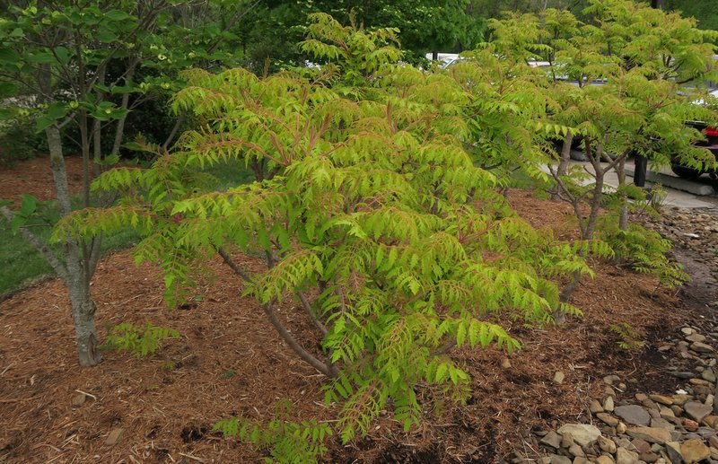 IN THE GARDEN: Rejuvenating ornamental sumac, clover as cover and ...