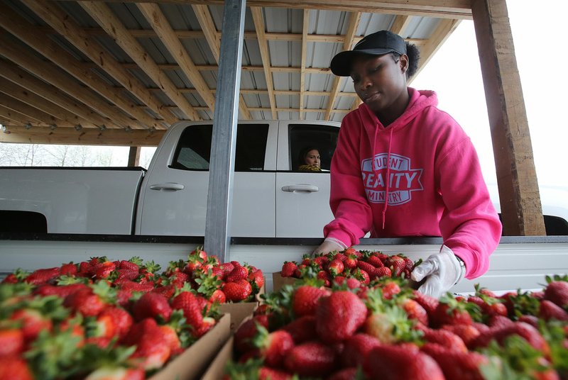 Strawberry fans jam road at stand | Northwest Arkansas Democrat-Gazette