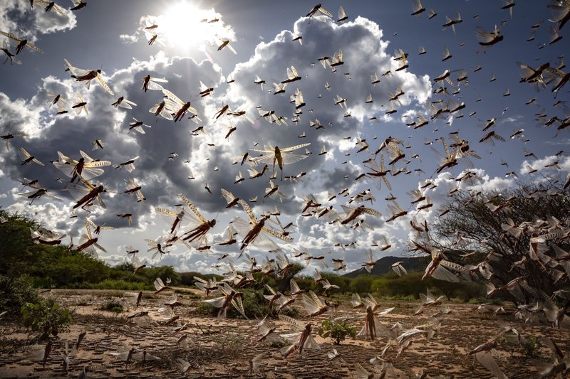 Crop-ravaging locusts threaten Africa | The Arkansas Democrat-Gazette ...