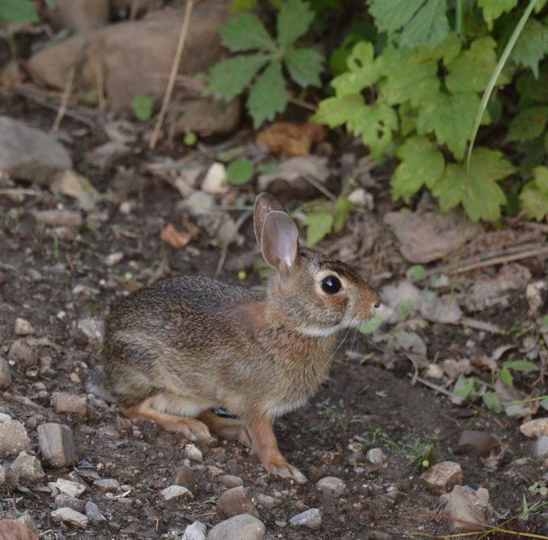 Go Outdoors Safely | Northwest Arkansas Democrat-Gazette