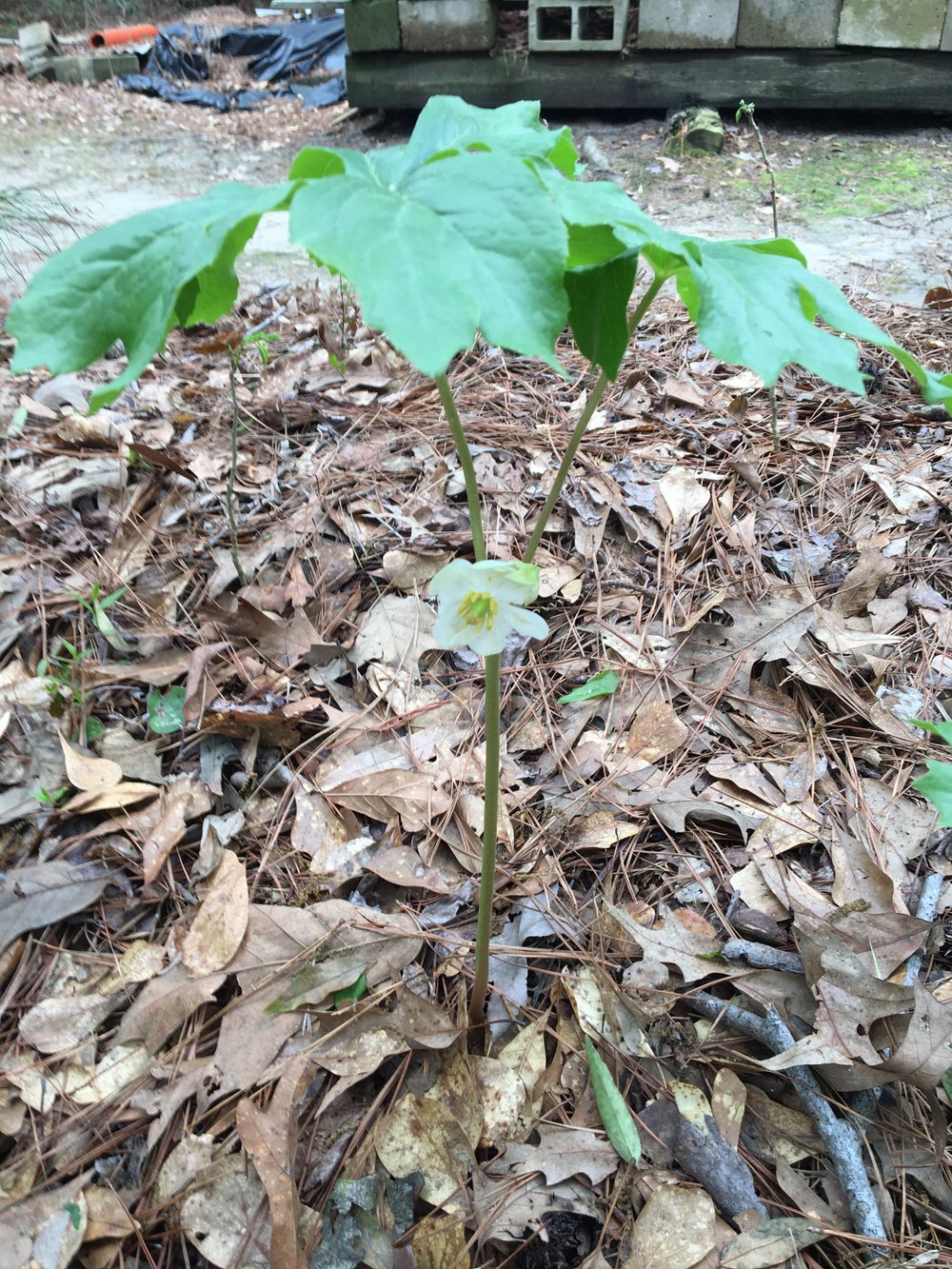 IN THE GARDEN: Mayapples, shedding maples and dying azaleas