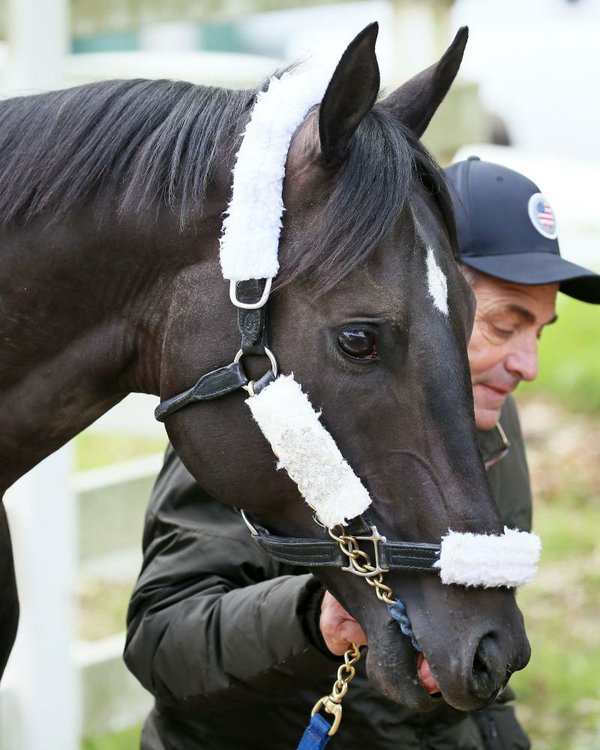 G1 winner Eight Rings returns in Bachelor | Hot Springs Sentinel Record