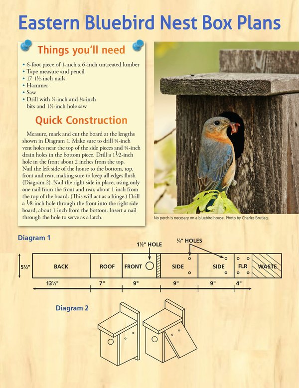 Homebound bird enthusiasts can build songbird boxes | Westside Eagle ...