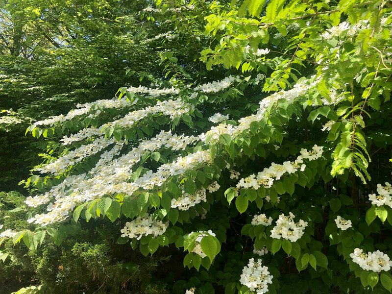 Still Quiet In The Park: Silver Dollar City awaits right time to reopen ...