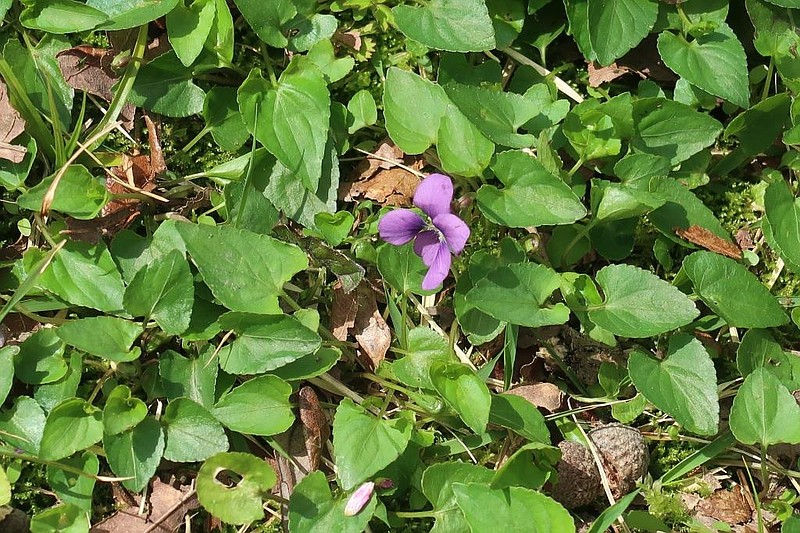 4 new mystery plants revealed for week of April 27, 2020 | The Arkansas ...