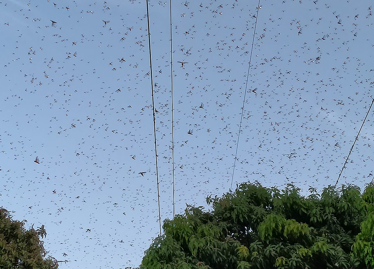 Locust invasion wreaks havoc on Pakistan's crops, orchards | Hot ...
