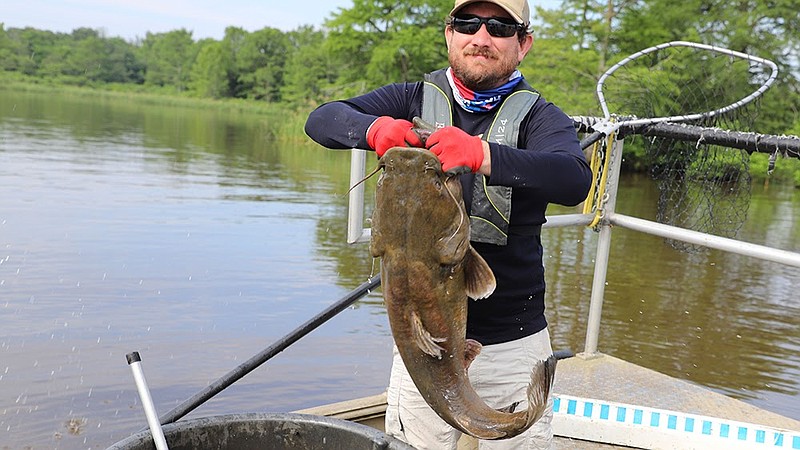 Agfc Biologists Round Up Lake Erling Catfish In Rodeo For New Study