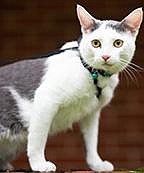 Pet of the Week | The Arkansas Democrat-Gazette - Arkansas' Best News ...