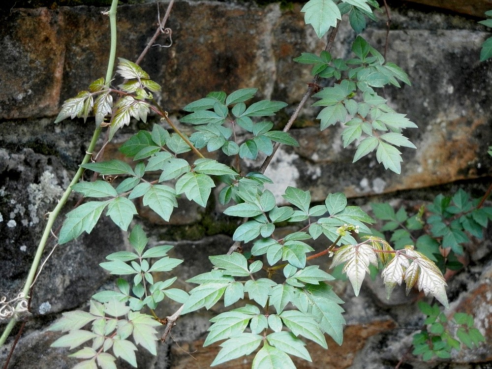 Two native plants and a fall blooming shrub
