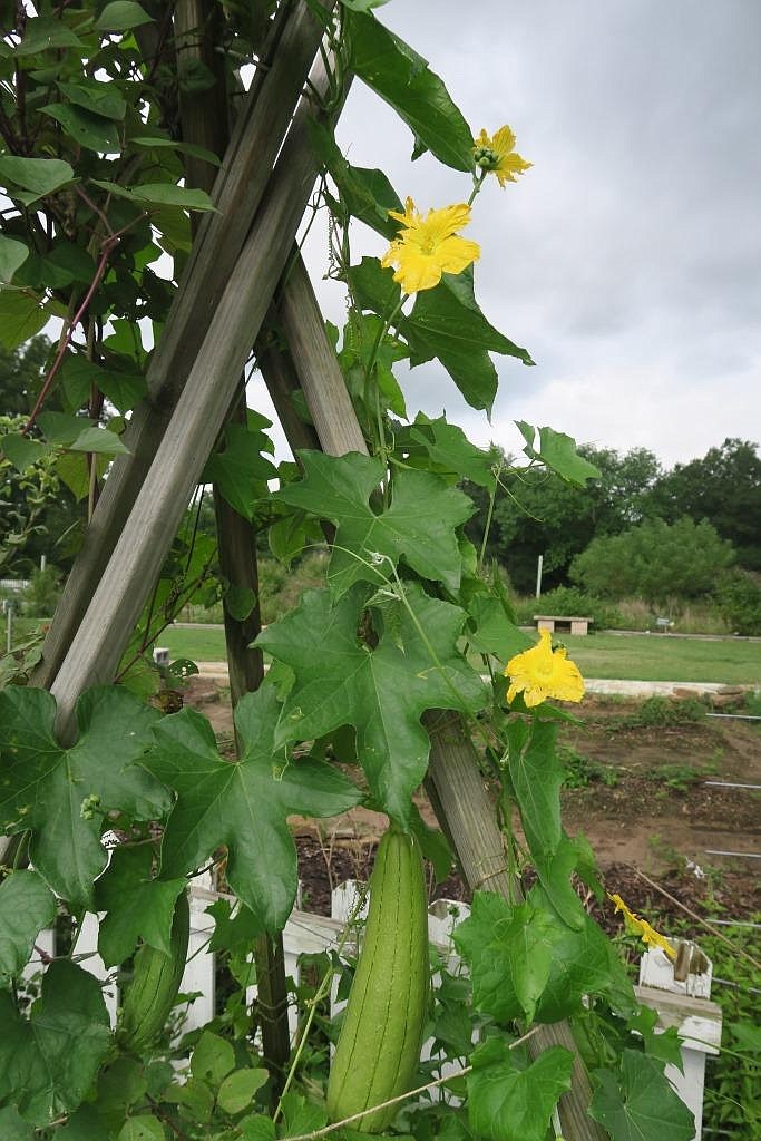 Growing your own sponges